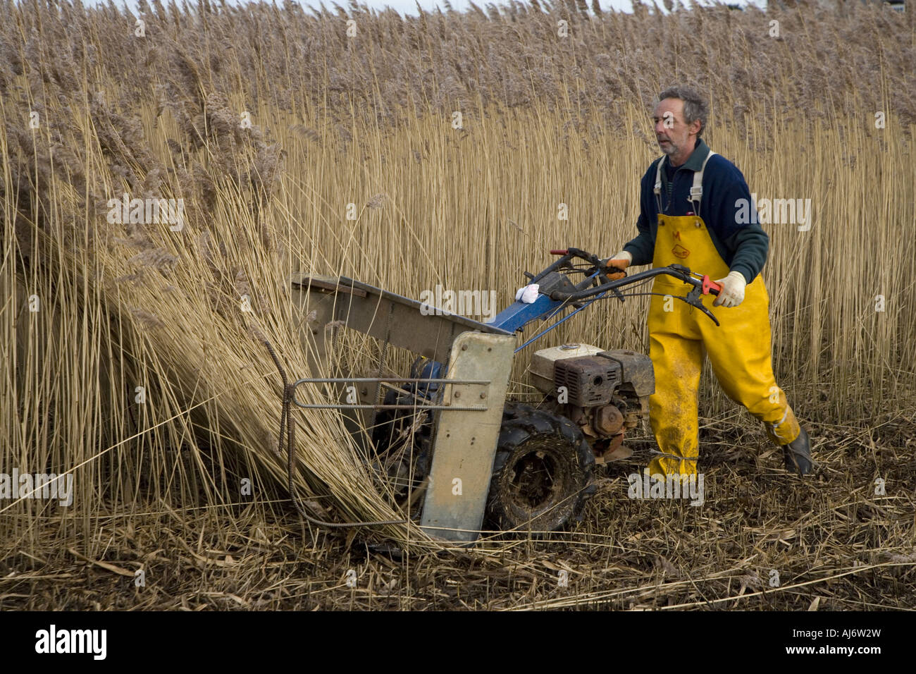 Reed cutting norfolk reeds hi-res stock photography and images - Alamy