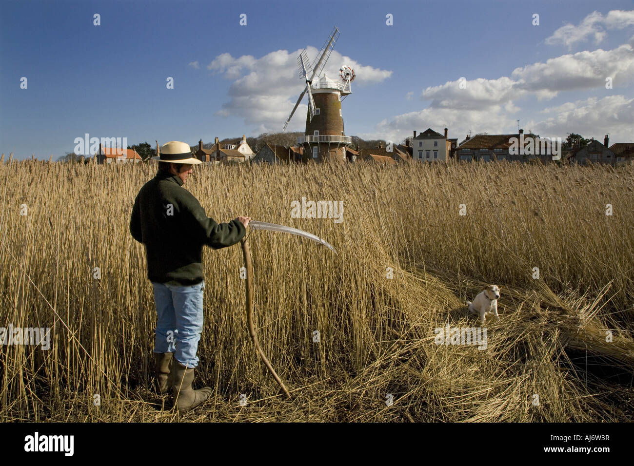 Cley windmill and marshes with reed cutting in progress on the north ...