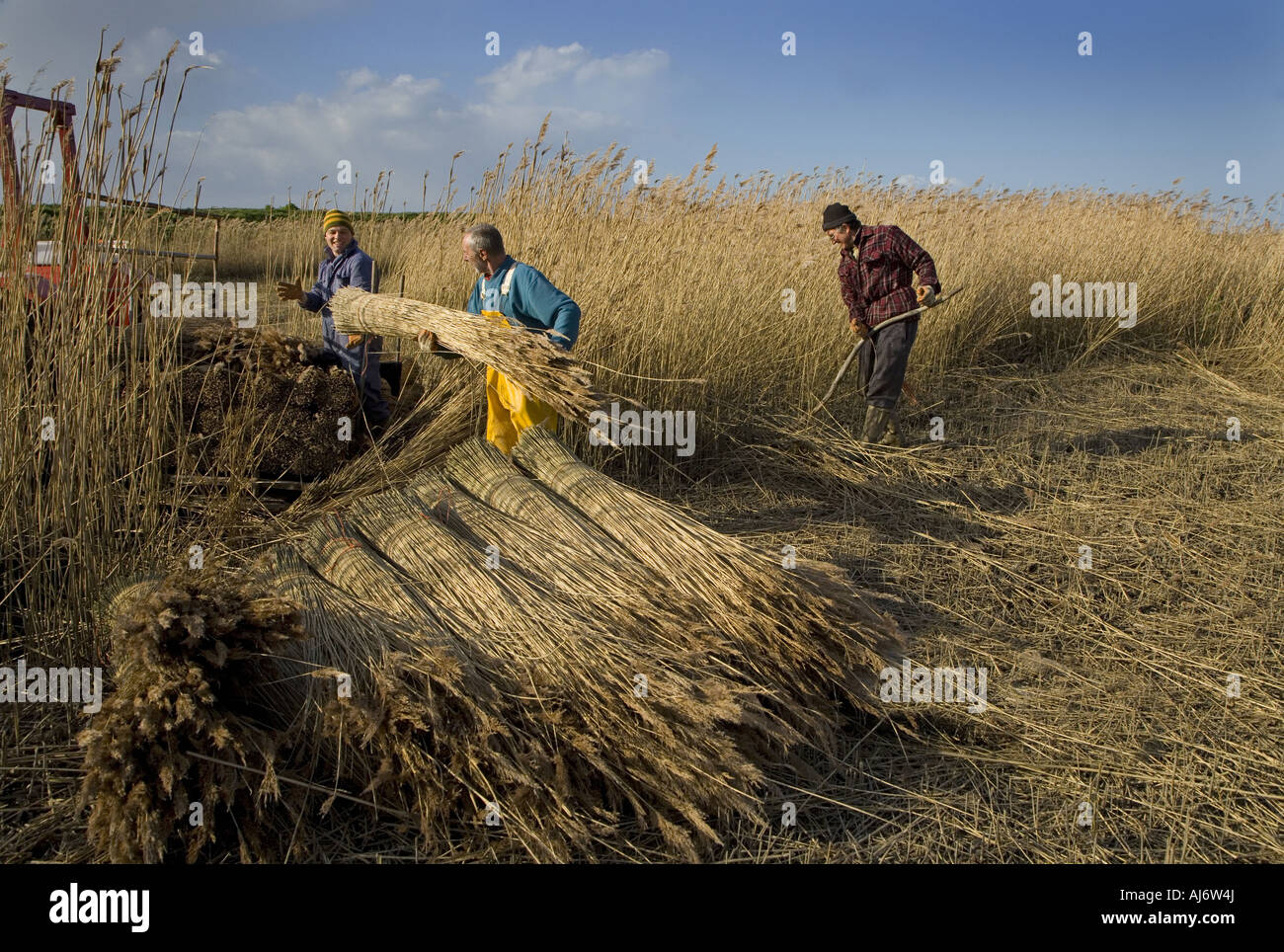 Cutting reeds for thatching on Cley Marshes North Norfolk in Mid Winter ...