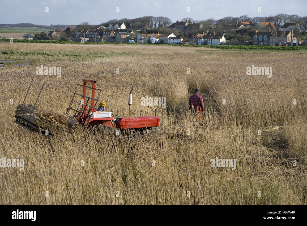 Cutting reeds for thatching on Cley Marshes North Norfolk in Mid Winter ...