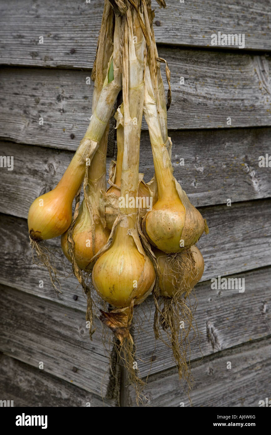 Edible onions allium cepa hi-res stock photography and images - Alamy