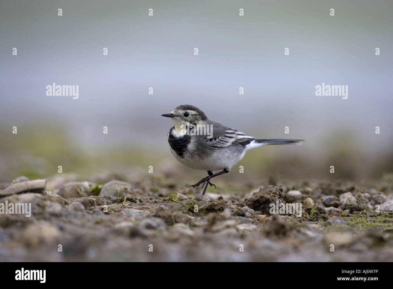 White wagtail walking hi-res stock photography and images - Alamy