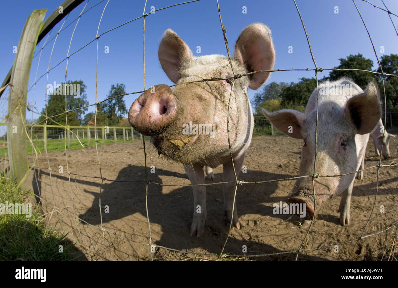 Pigs waiting for a Feed Stock Photo - Alamy