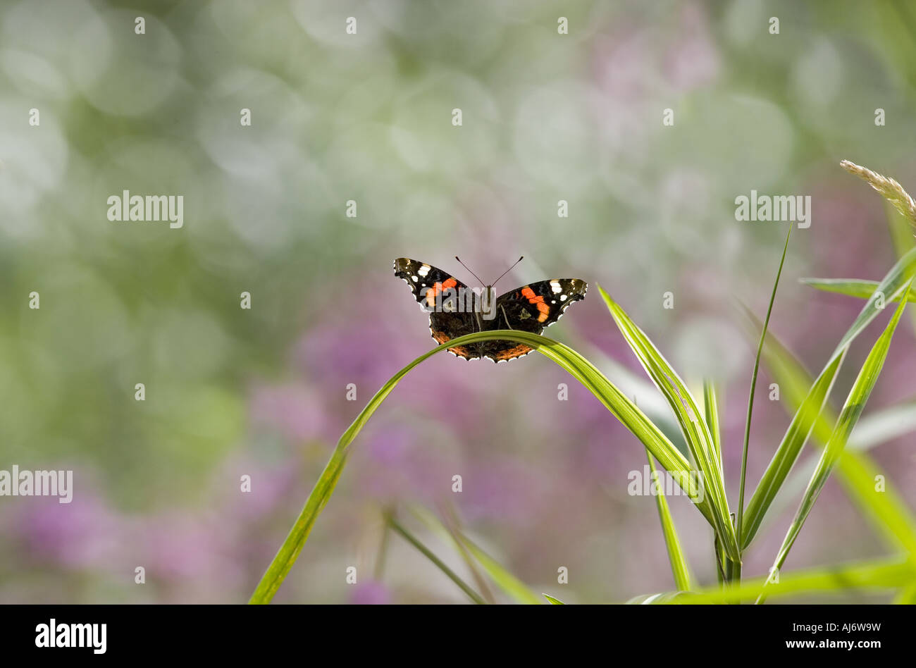 Red Admiral Butterfly Vanessa atalanta Stock Photo - Alamy