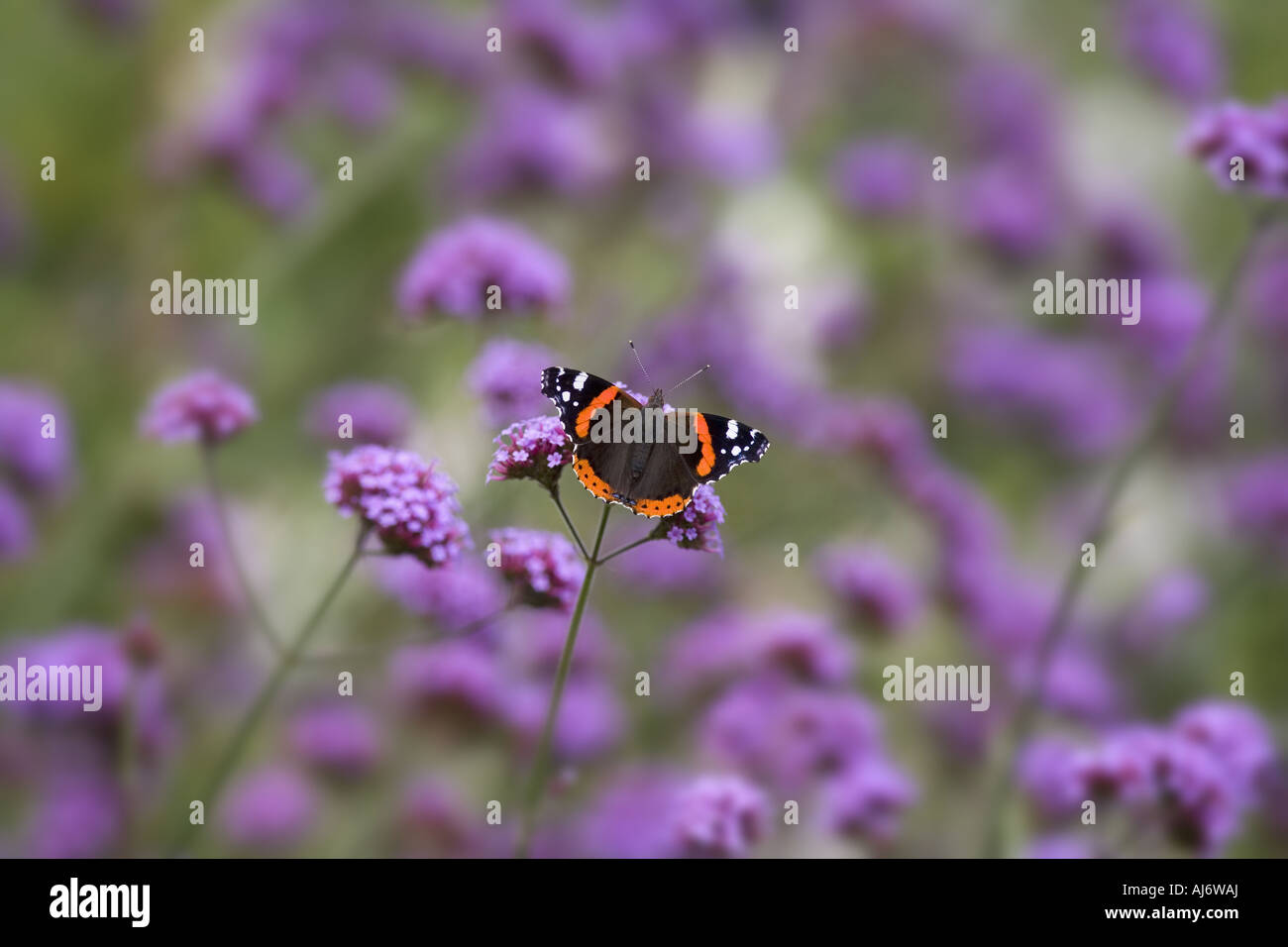 Red Admiral Butterfly Vanessa atalanta Stock Photo - Alamy