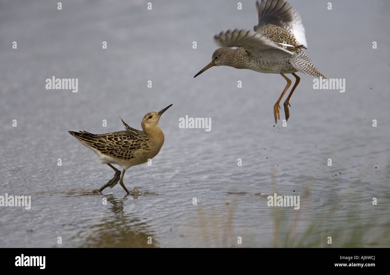 Redshank fighting hi-res stock photography and images - Alamy