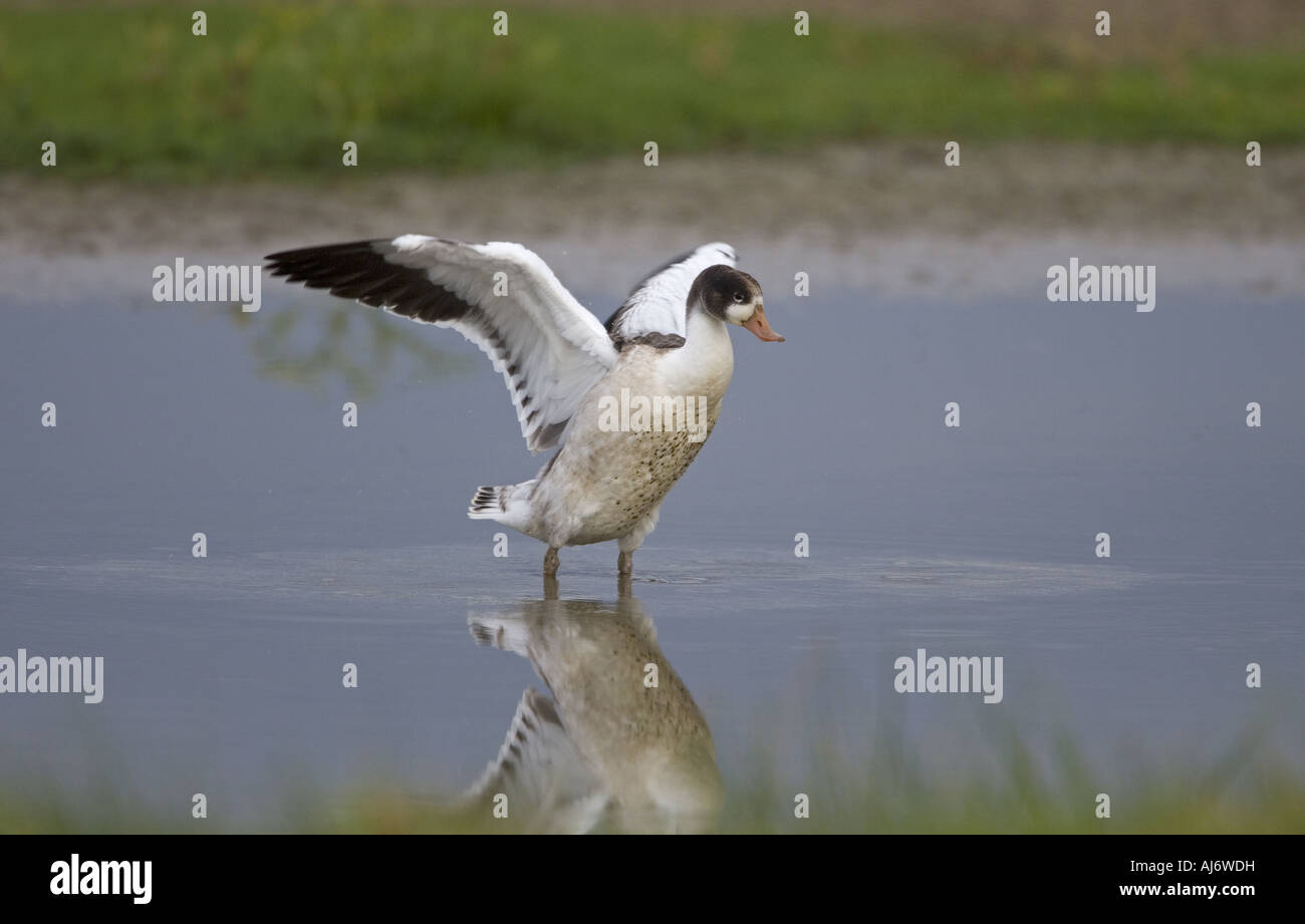 Cley norfolk tadorna wildfowl duck shelduck bird hi-res stock ...