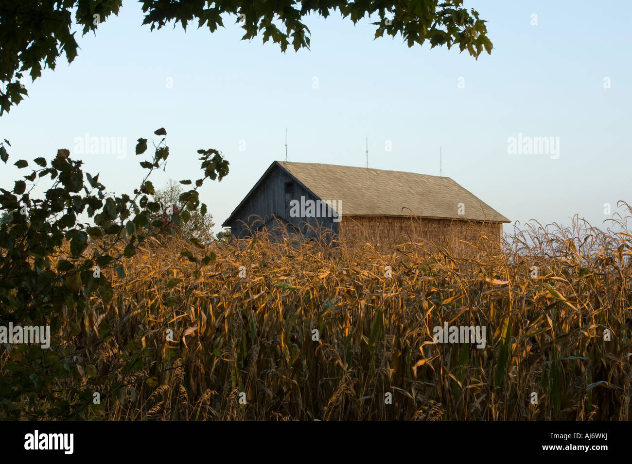Barn and corn field Stock Photo - Alamy