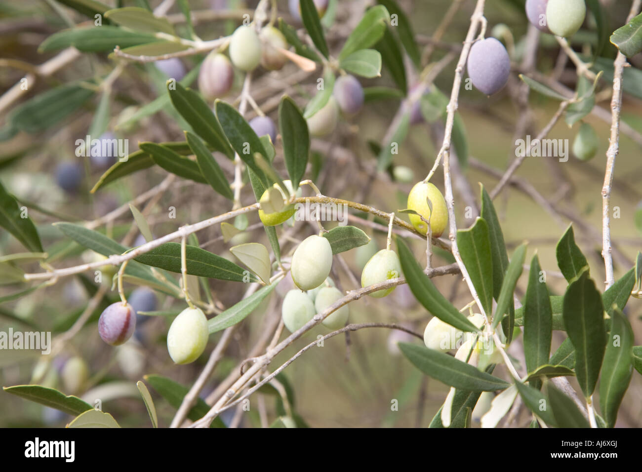 Olive Tree, Sicily Stock Photo - Alamy