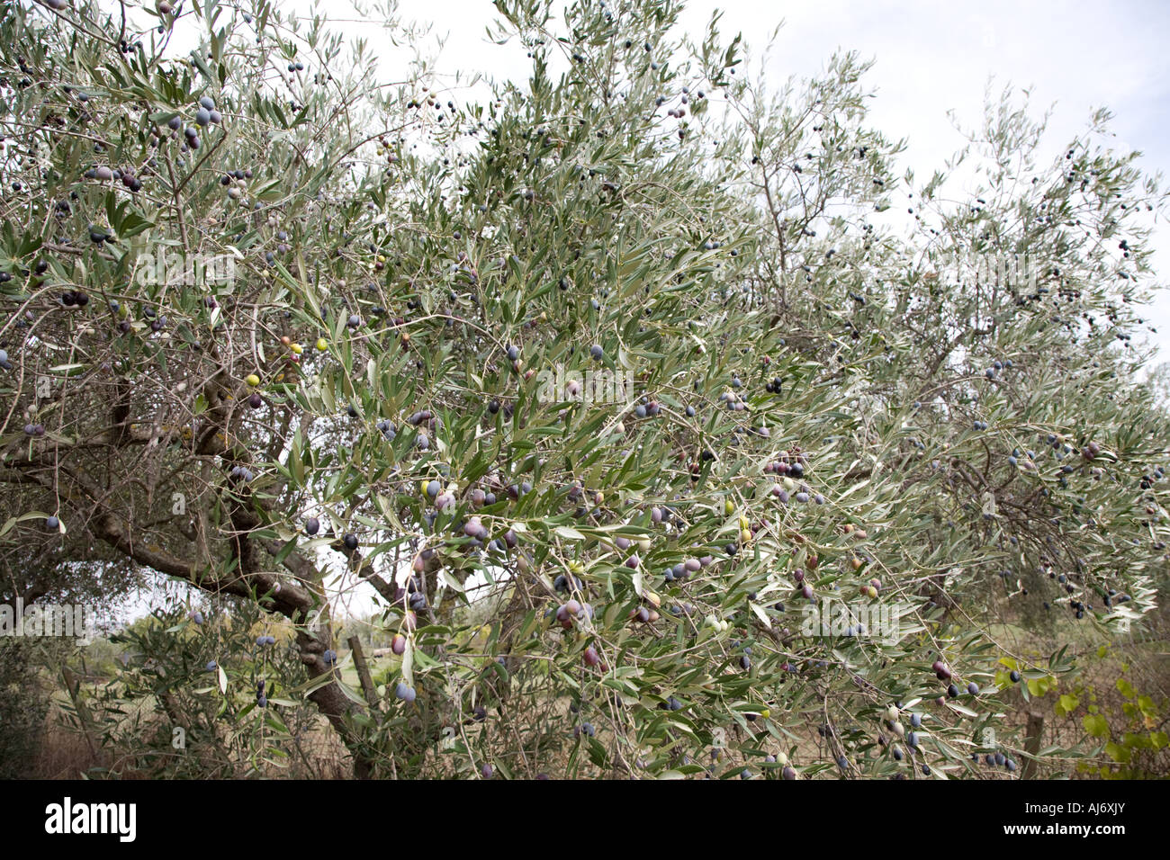 Olive Tree, Sicily Stock Photo - Alamy