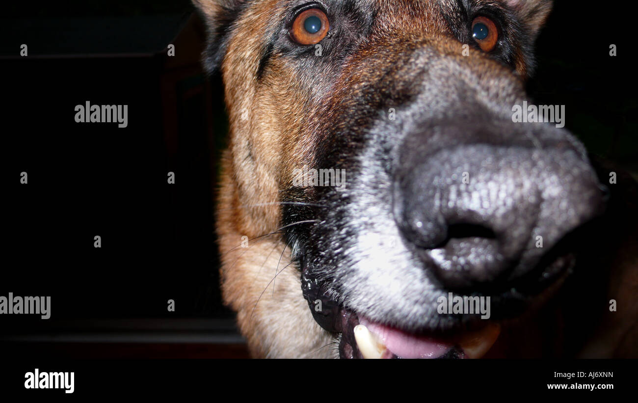 Smiling German Shepherd Stock Photo - Alamy
