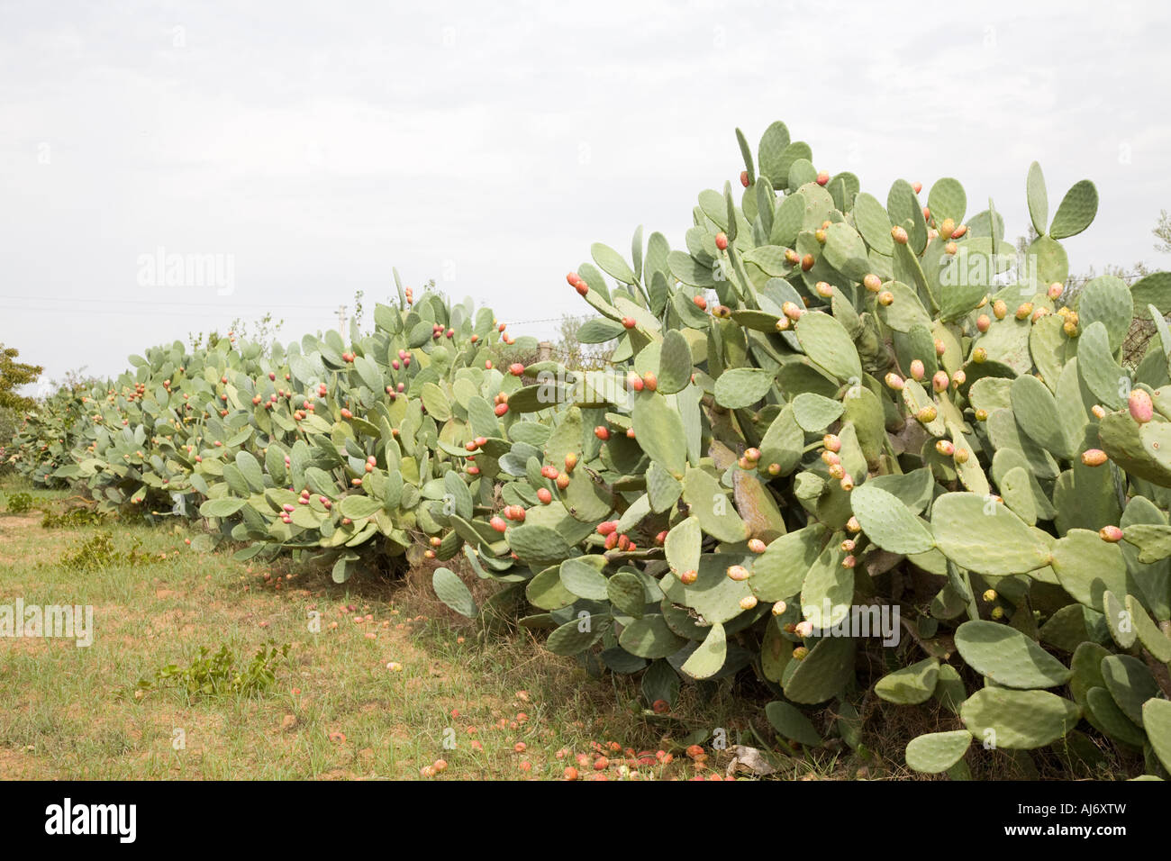 Cactus Fig, Prickly Pear, Sicily Stock Photo - Alamy