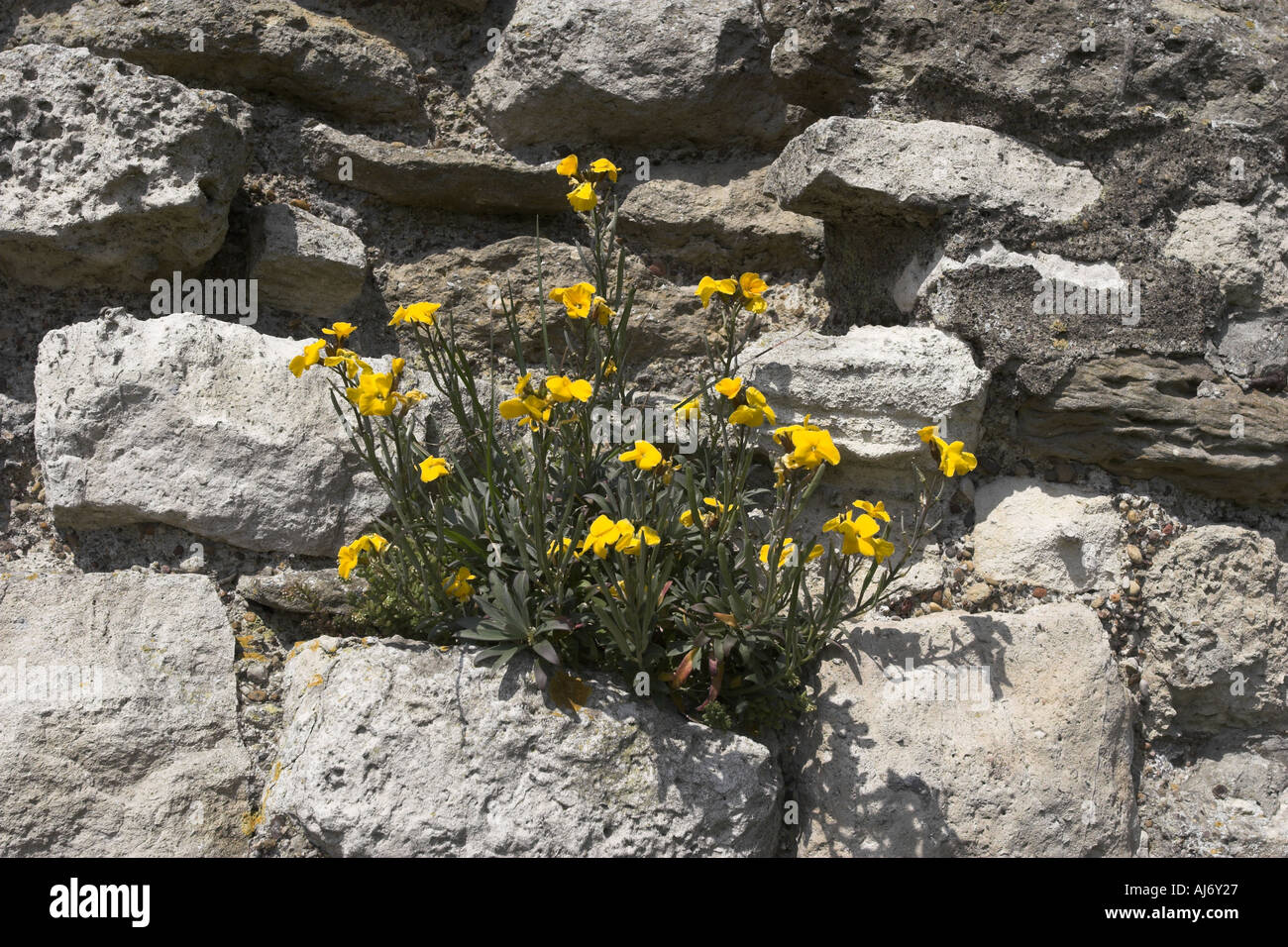 Wild wallflower hi-res stock photography and images - Alamy
