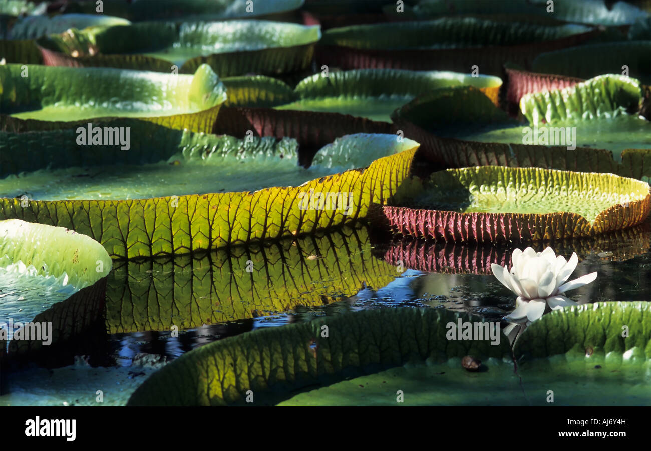 Giant Amazon water lily Victoria Amazonica Stock Photo - Alamy