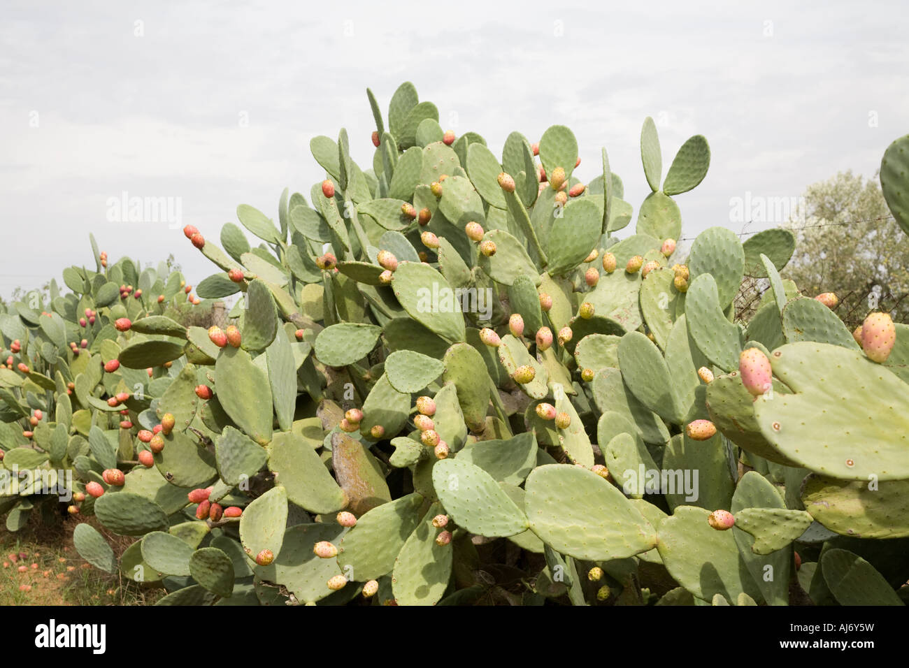 Cactus Fig, Prickly Pear, Sicily Stock Photo - Alamy