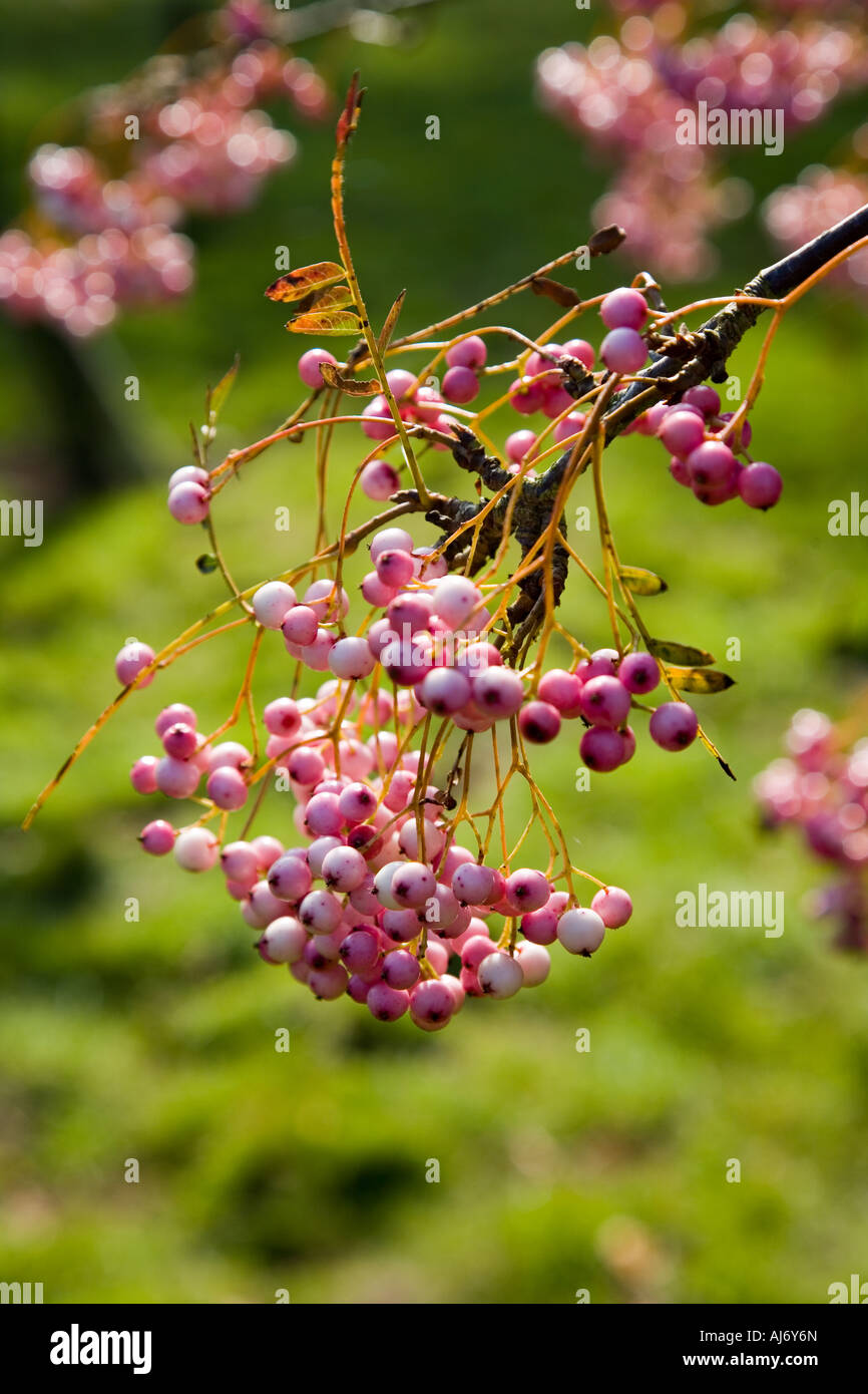 Sorbus berries hi-res stock photography and images - Alamy