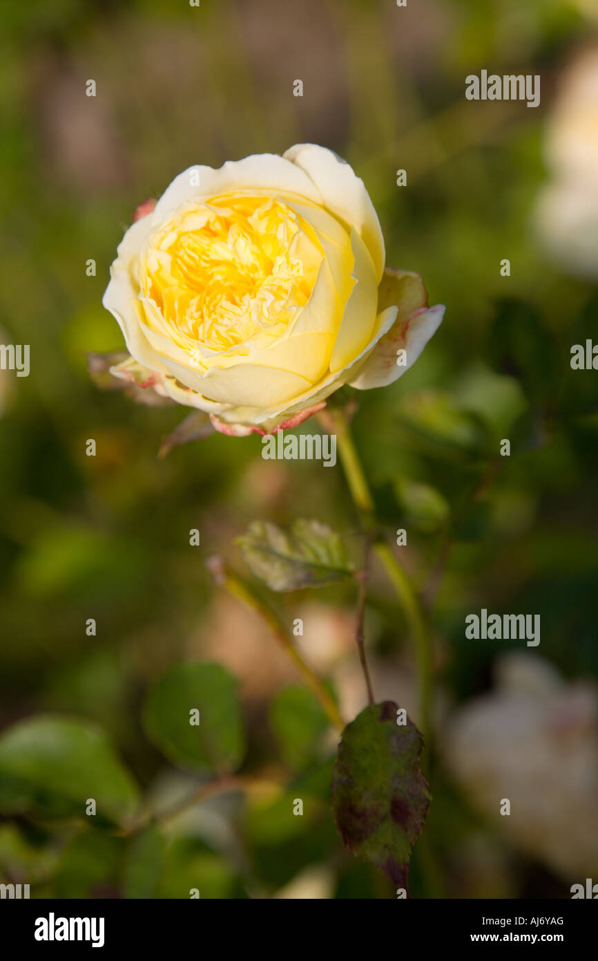 The Pilgrim rose Stock Photo - Alamy