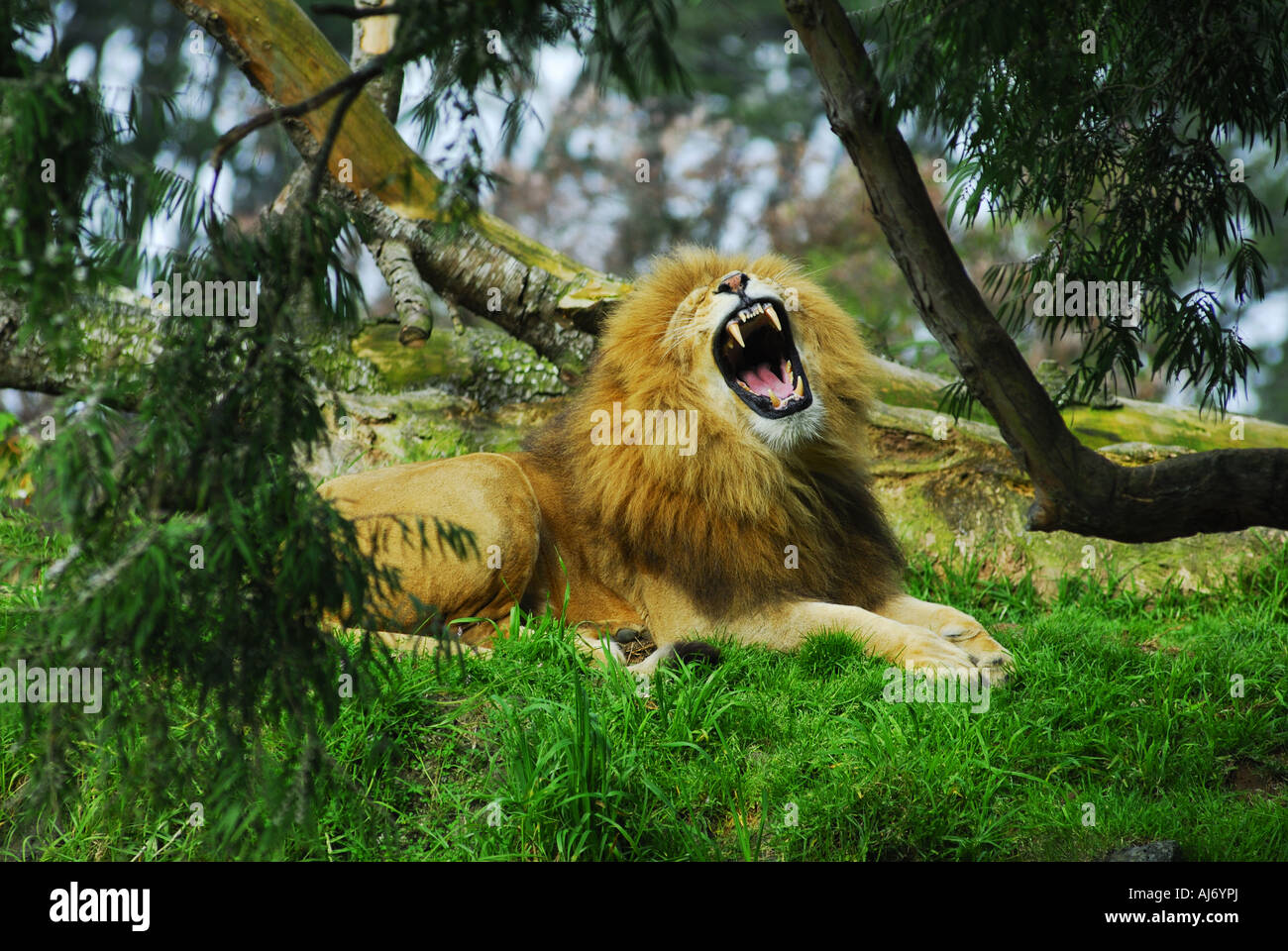 Roar roaring hi-res stock photography and images - Alamy