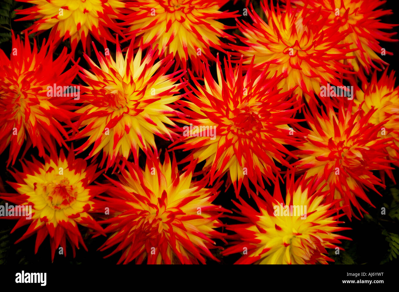 Star burst flowers Stock Photo - Alamy