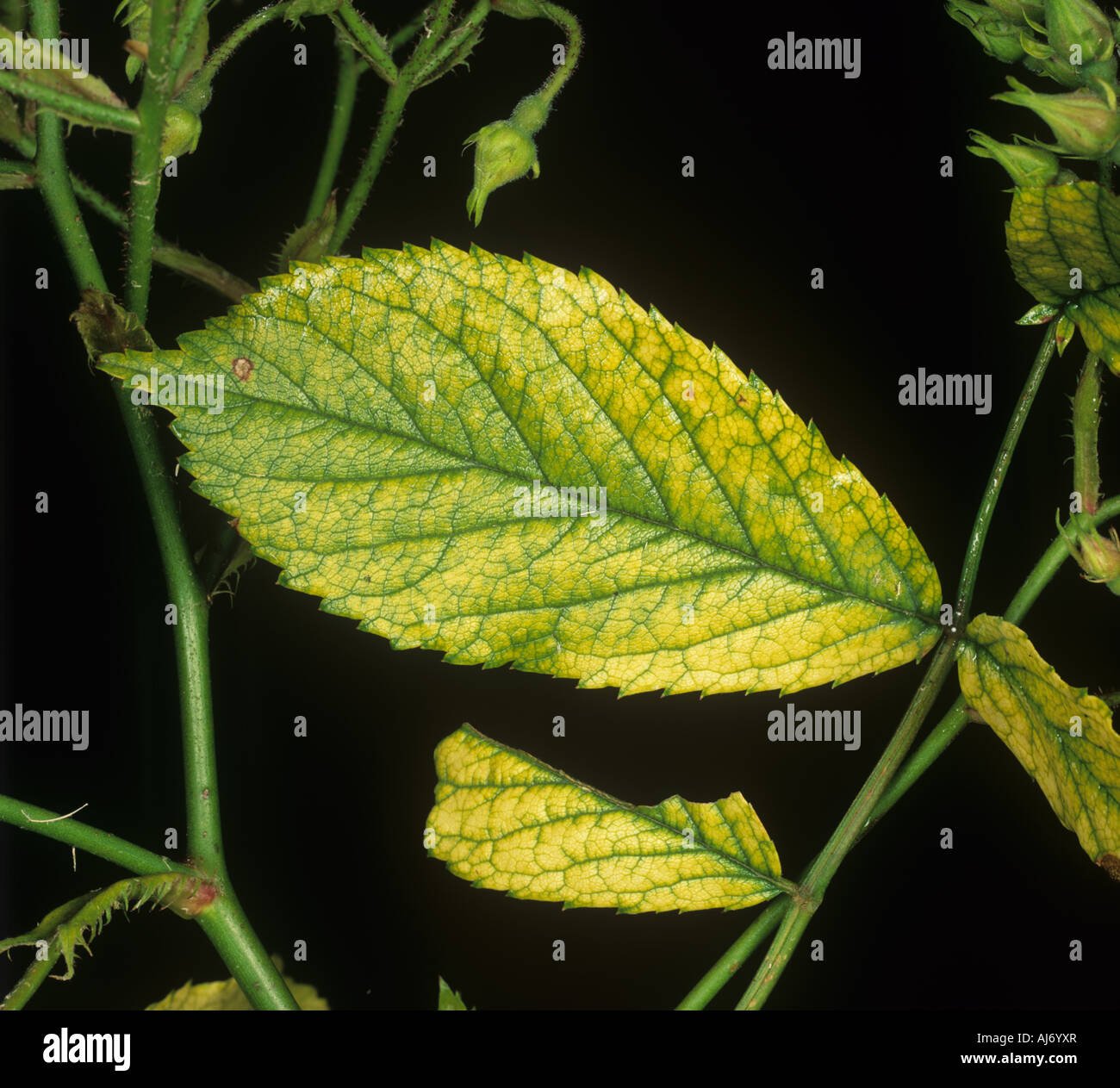 Phytotoxicity hi-res stock photography and images - Alamy