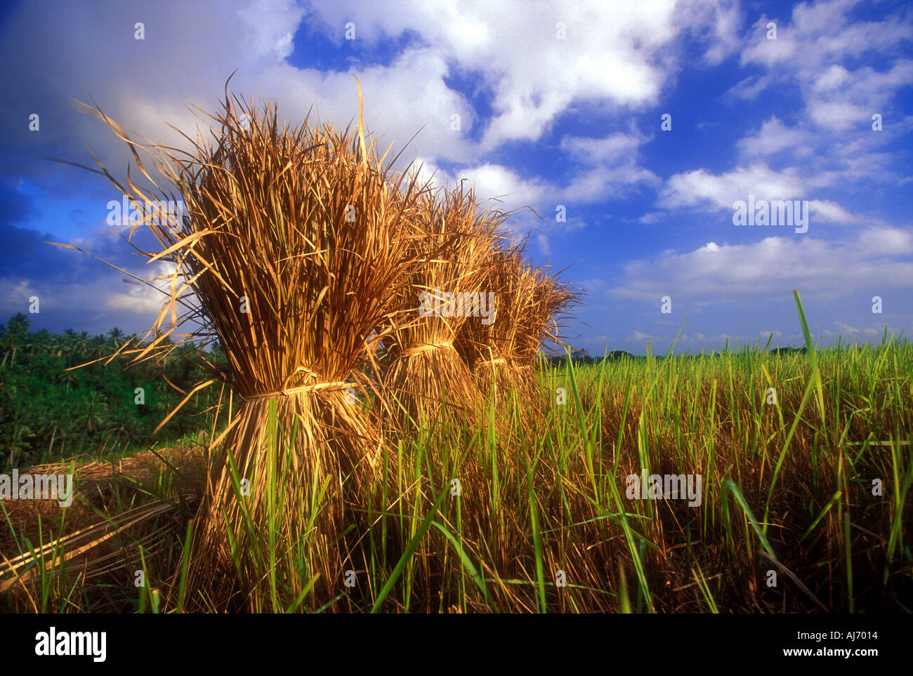 Bundles of grass tied together in a rice field on the island of Bali in ...