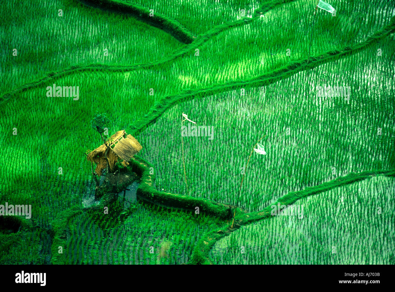 Rice paddies on the island of Bali in Indonesia Southeast Asia Stock ...