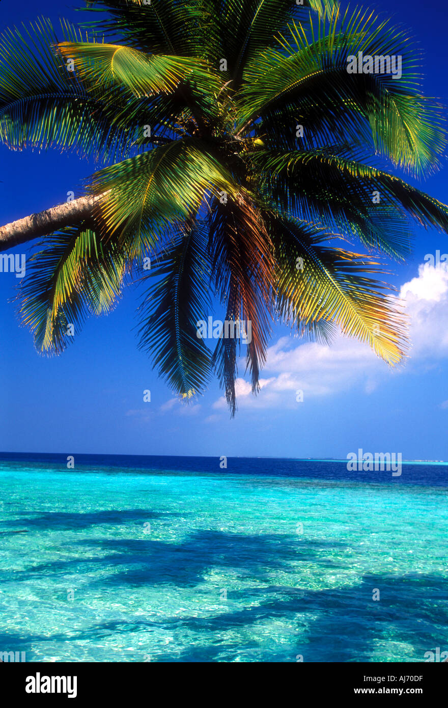 Coconut palm tree extended over shallow water in the Maldives Indian ...