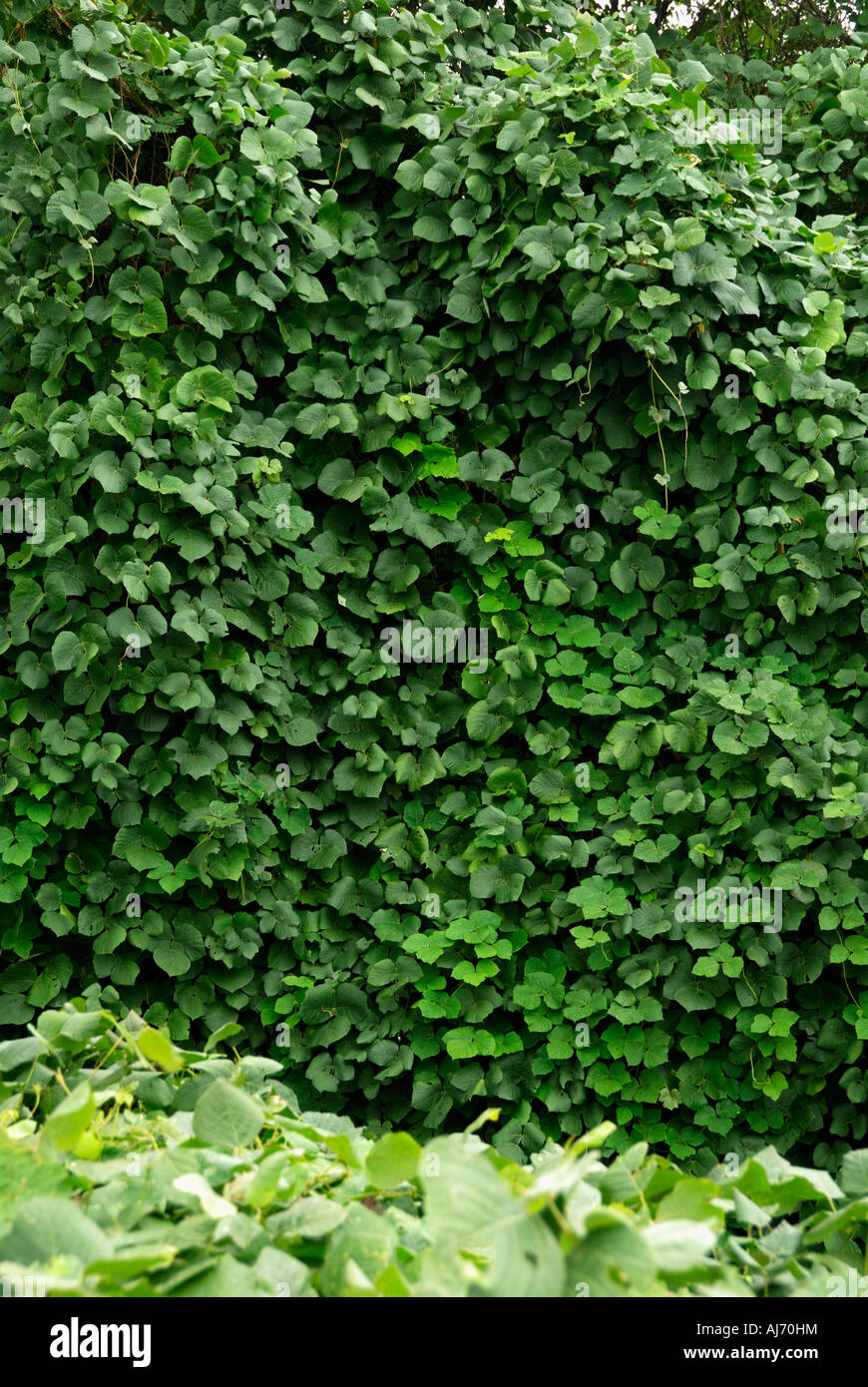 Strong creeping plant hi-res stock photography and images - Alamy