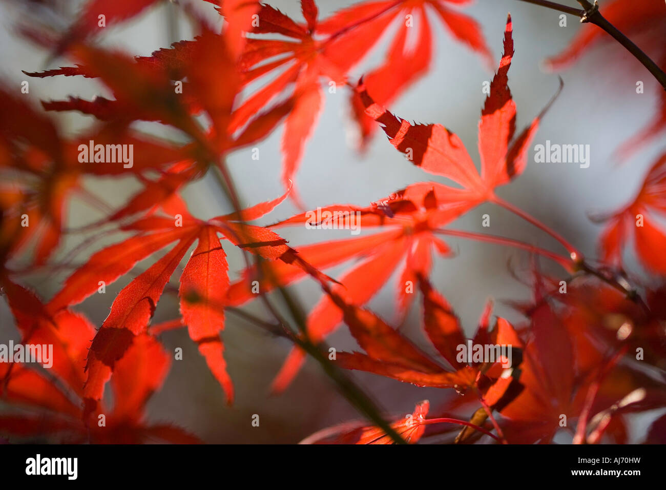 Autumn colour - red Acer leaves Stock Photo - Alamy