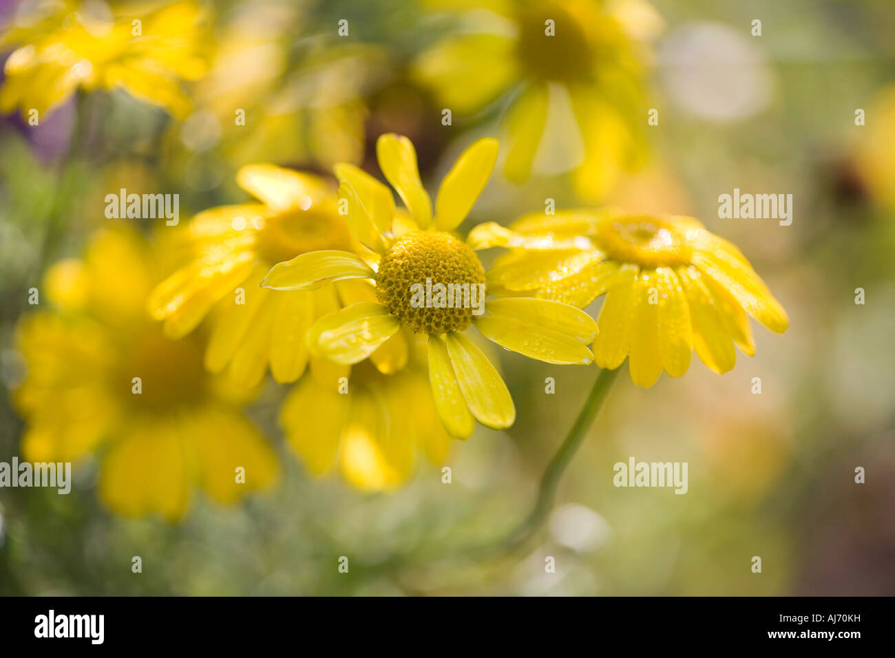 Yellow Helenium flowers Stock Photo - Alamy
