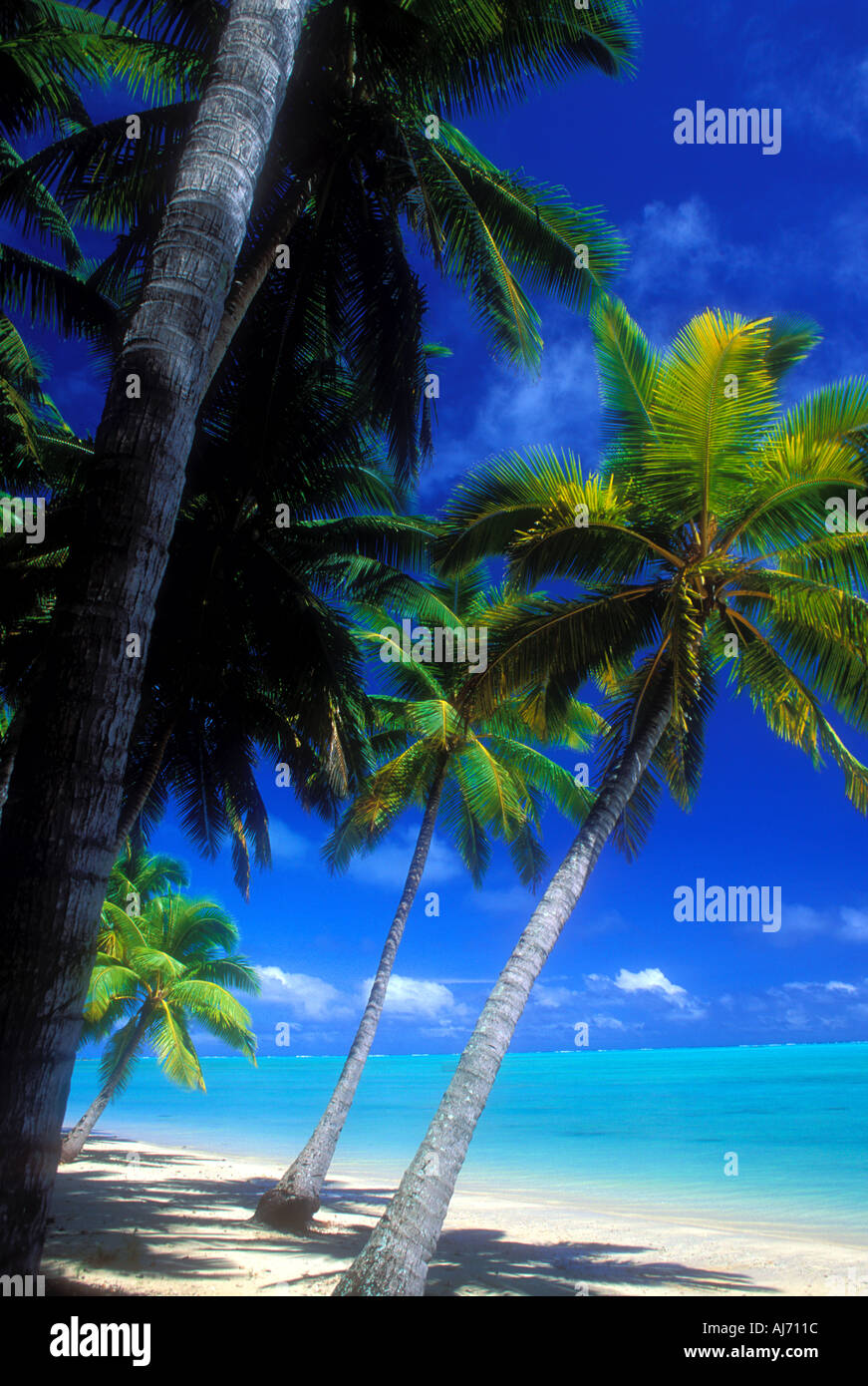 Coconut palm trees on tropical beach in Aitutaki Lagoon in the Cook ...