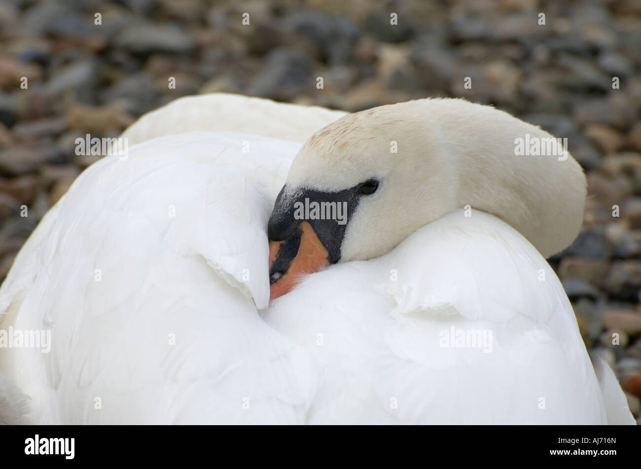 Asleep bird hi-res stock photography and images - Alamy