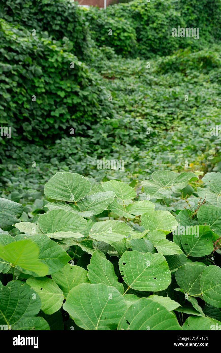 Florida erosion control hi-res stock photography and images - Alamy