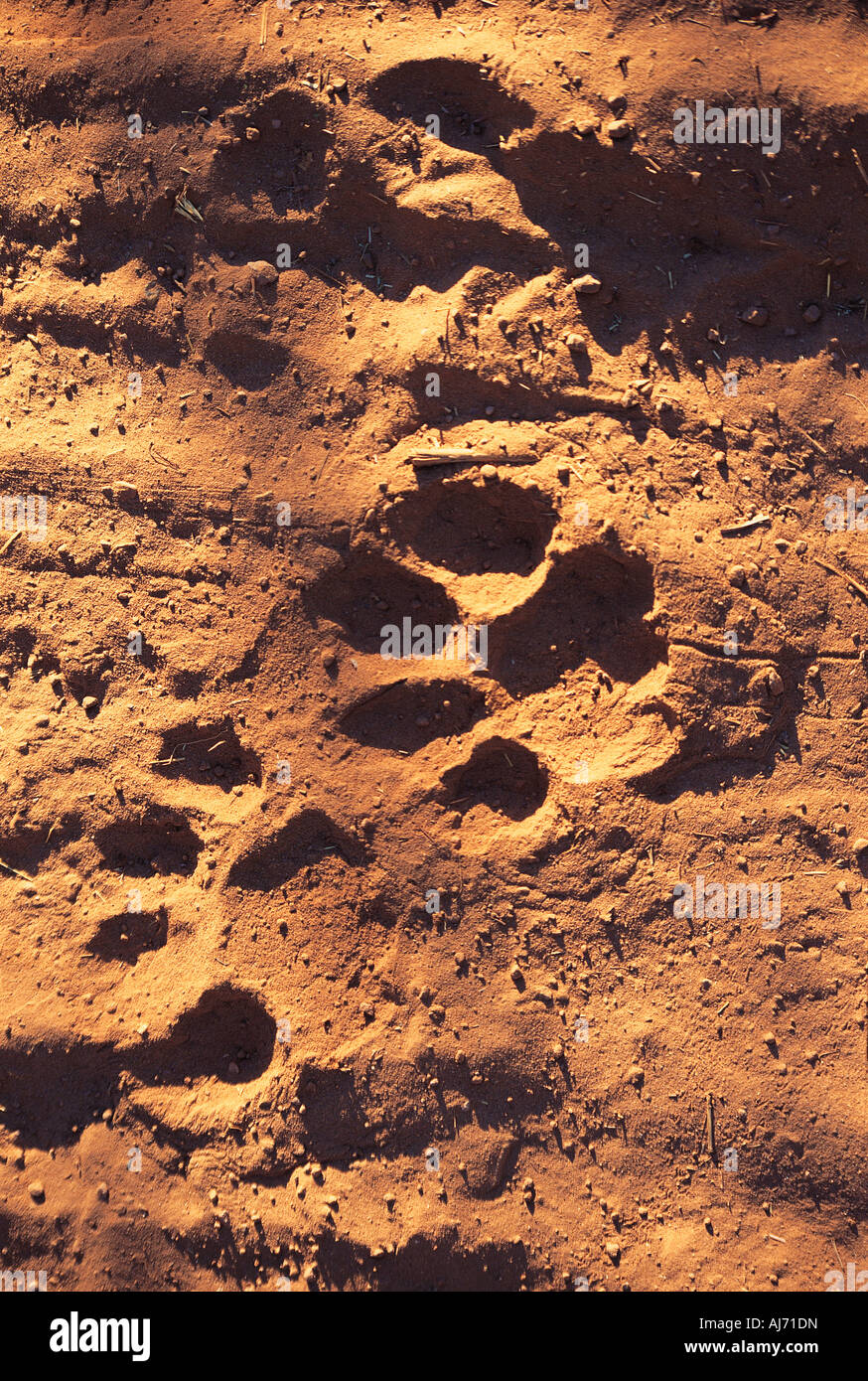 Huge Lion spoor footprints in the sand in Matusadona National Park ...