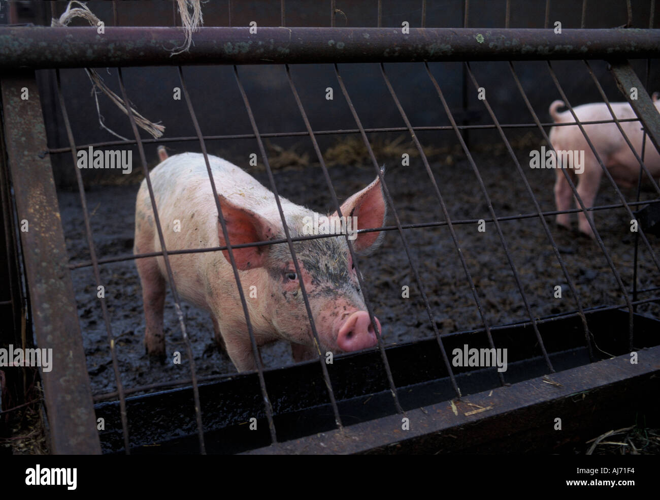 Devon pig hi-res stock photography and images - Alamy