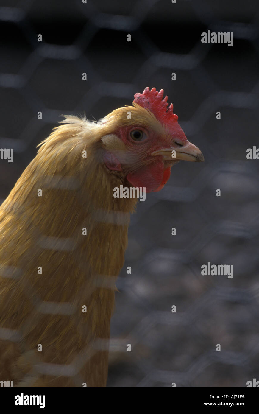 Wire chicken hi-res stock photography and images - Alamy