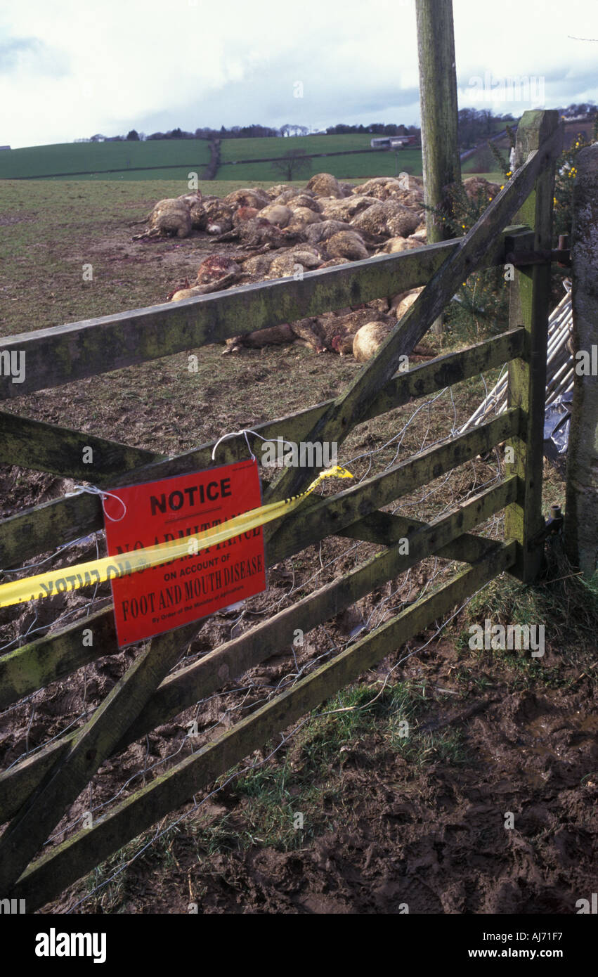 Sheep slaughtered in a field due to foot and mouth Devon Stock Photo ...