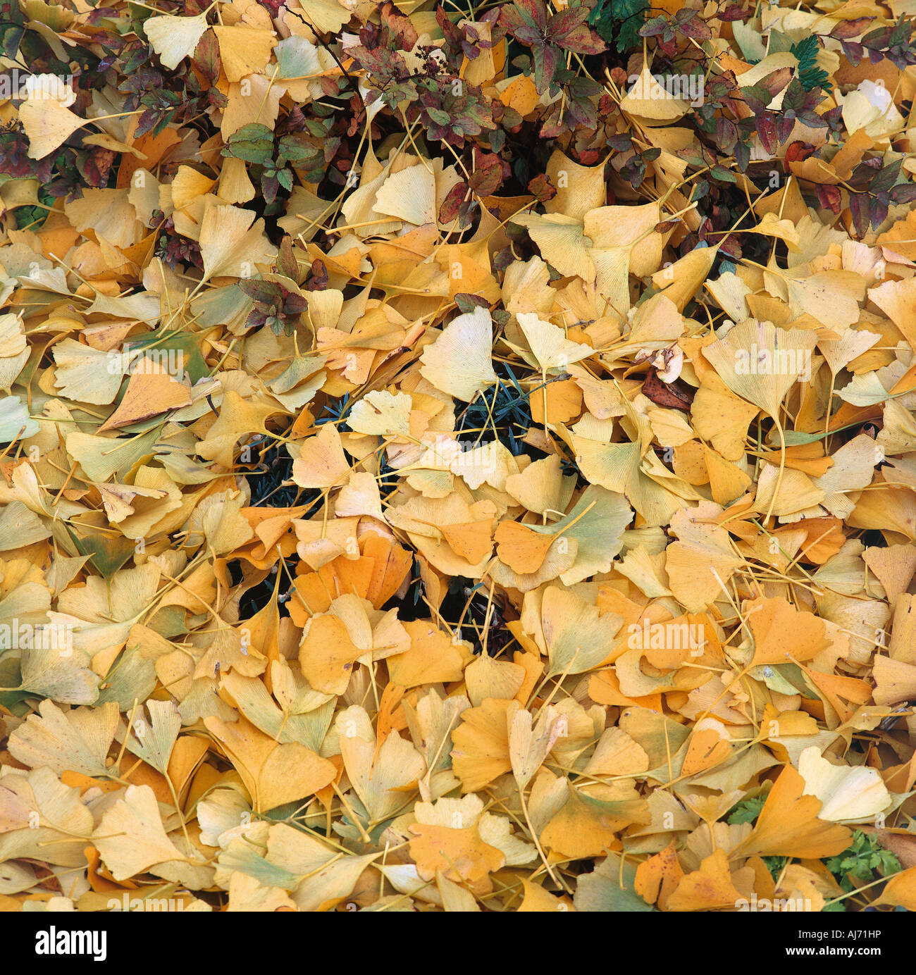 Golden leaves taken in autumn Stock Photo - Alamy