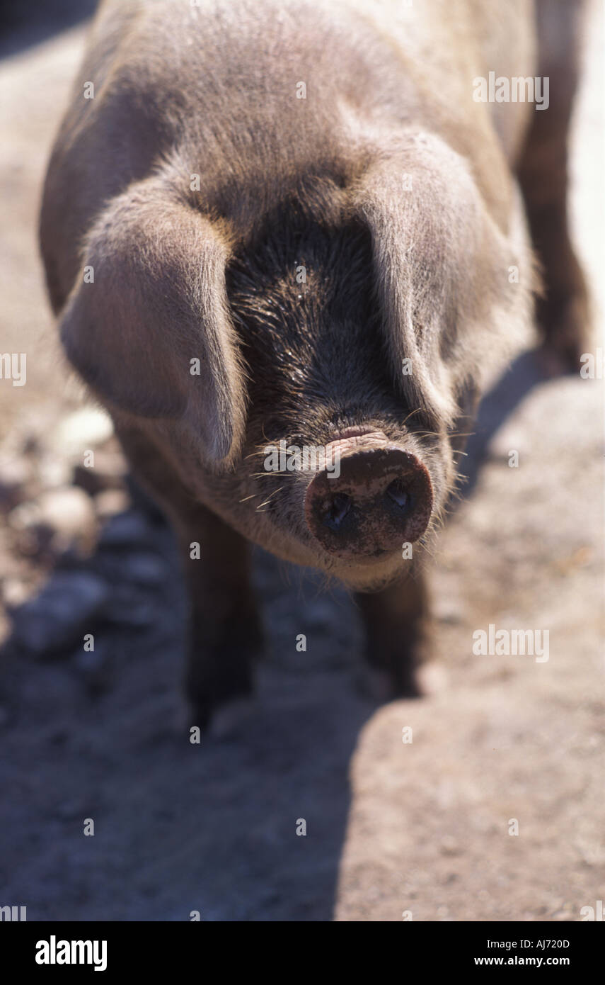 Pig farming old hi-res stock photography and images - Alamy