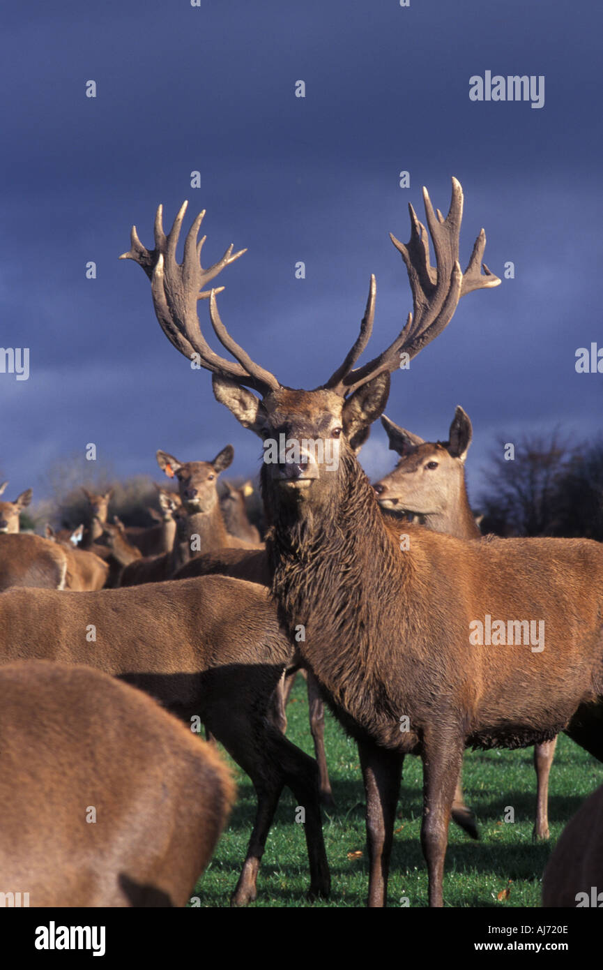 Stag with herd deer farm Devon Stock Photo - Alamy