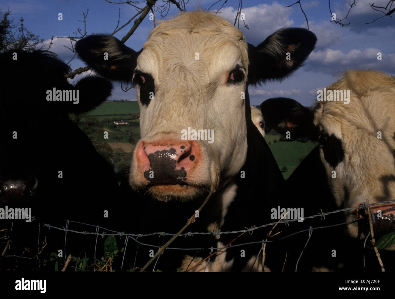 Cow looking over fence hi-res stock photography and images - Alamy