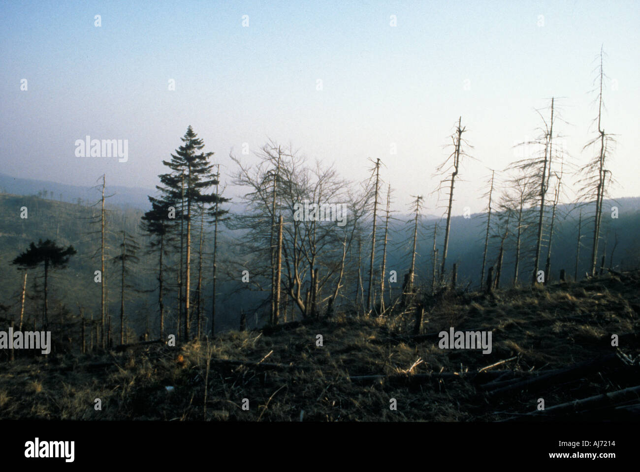 Effects of acid rain on trees Erzeberge mountains Czech republic Stock ...