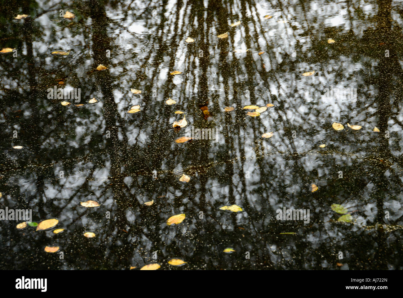 Fallen leaves in a puddle after a rain Stock Photo - Alamy