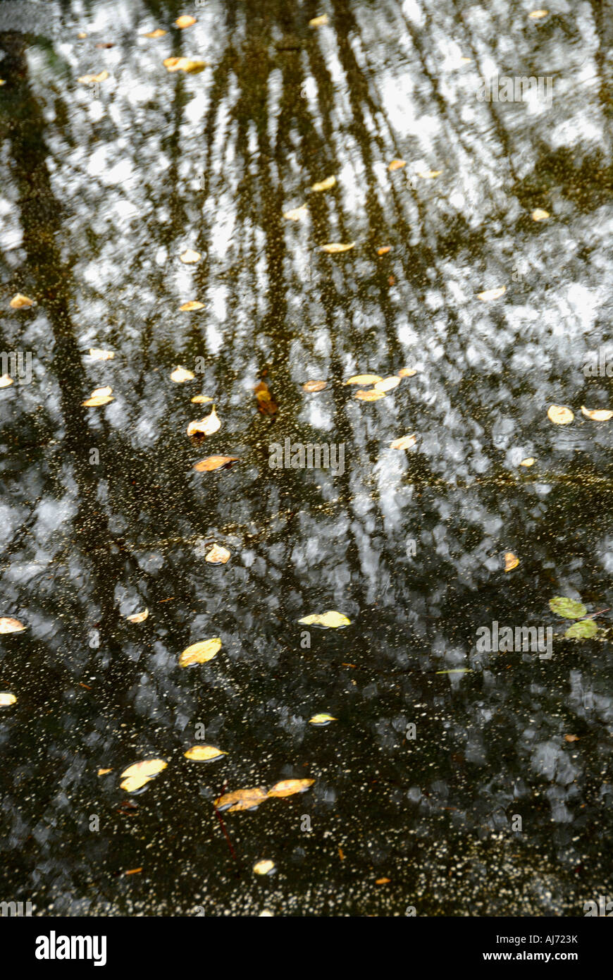 Fallen leaves in a puddle after a rain Stock Photo - Alamy