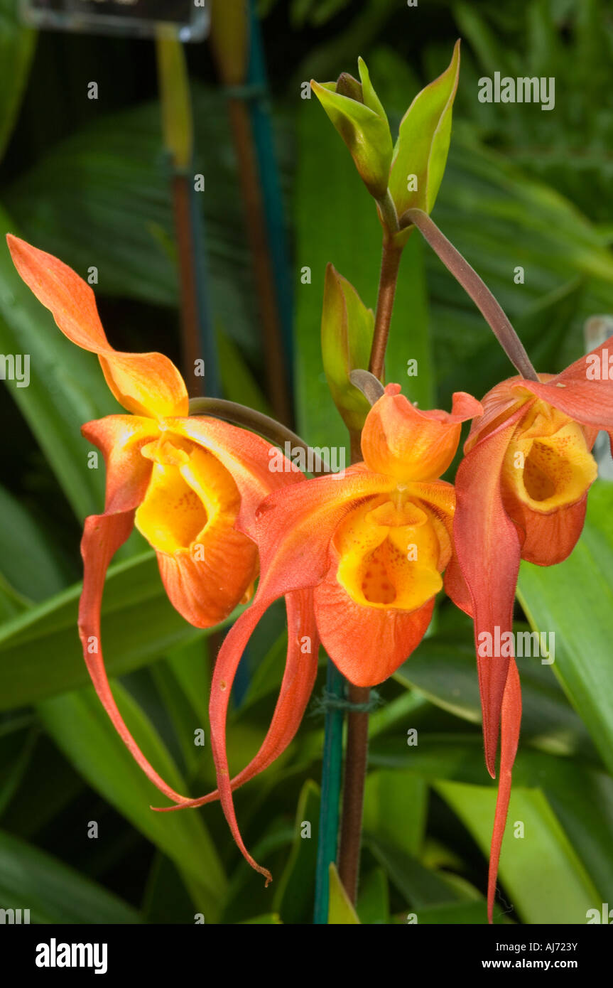 Orchid phragmipedium hi-res stock photography and images - Alamy