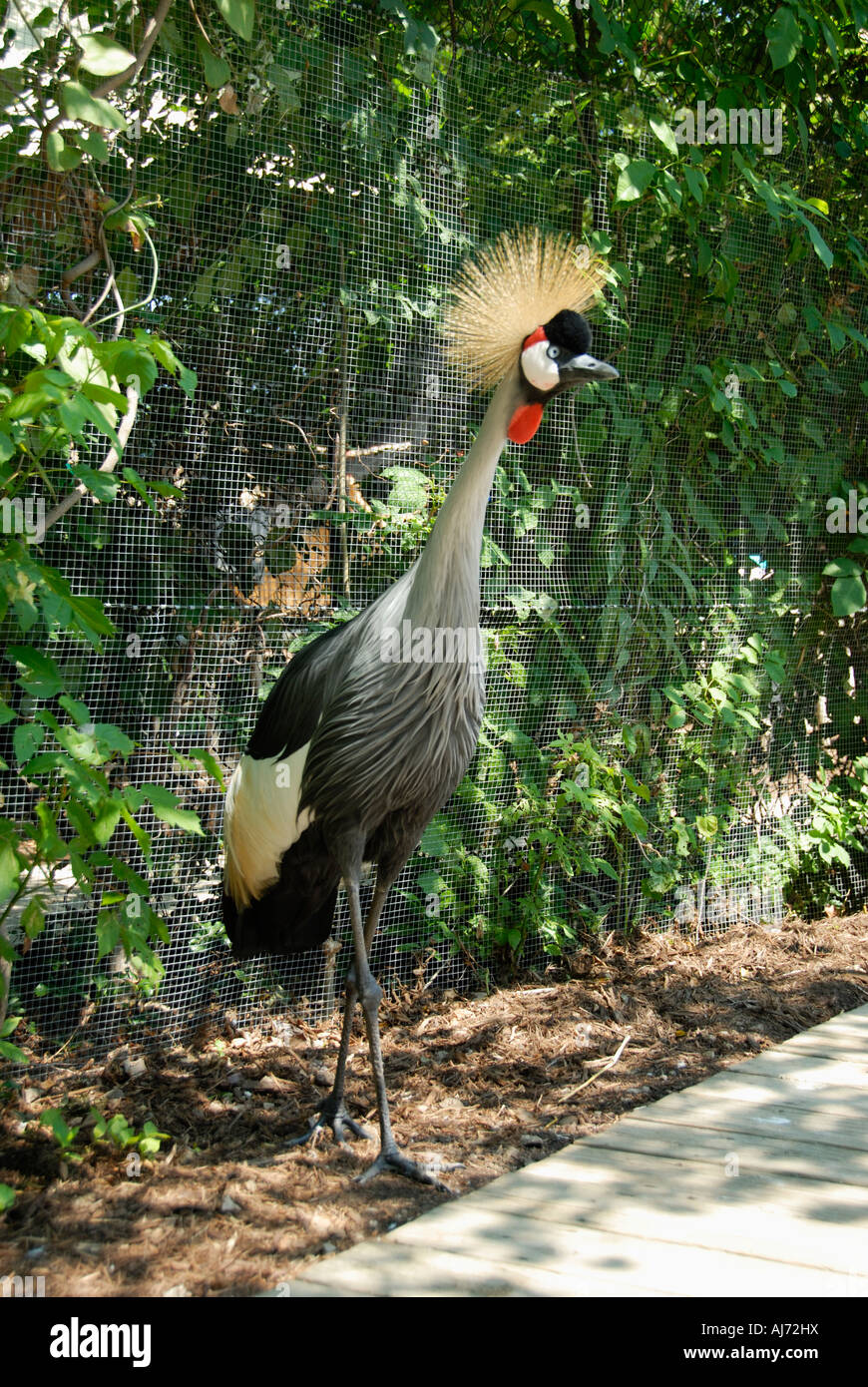 West African Crowned Crane national bird of Nigeria Stock Photo - Alamy