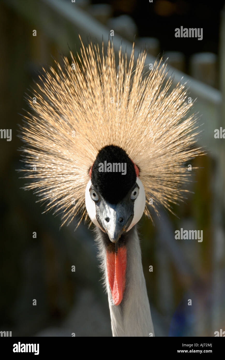 West African Crowned Crane national bird of Nigeria Stock Photo - Alamy