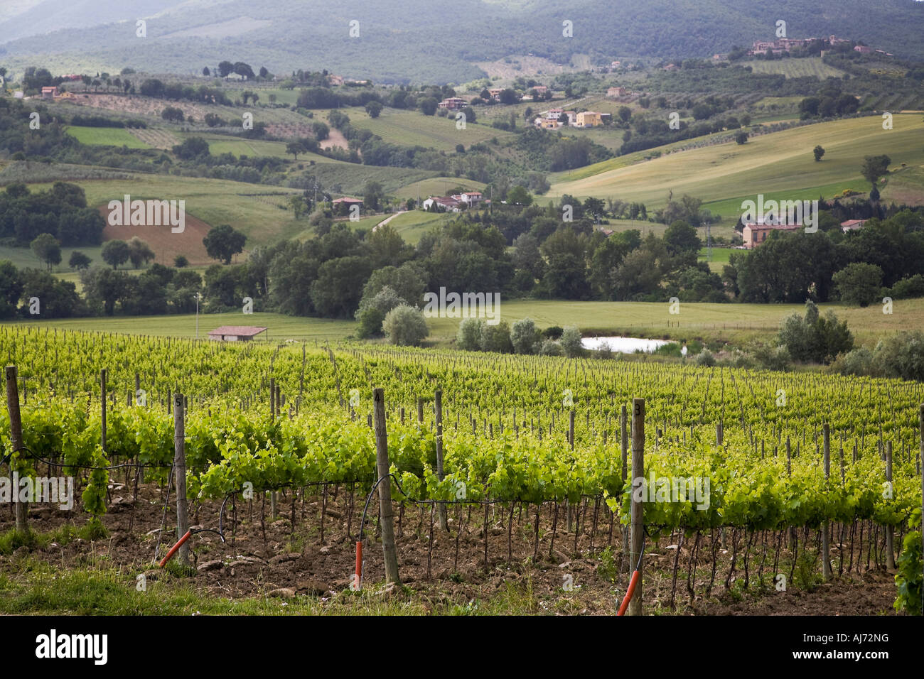 Drip system irrigation used in grape vineyard near town of Bastardo ...
