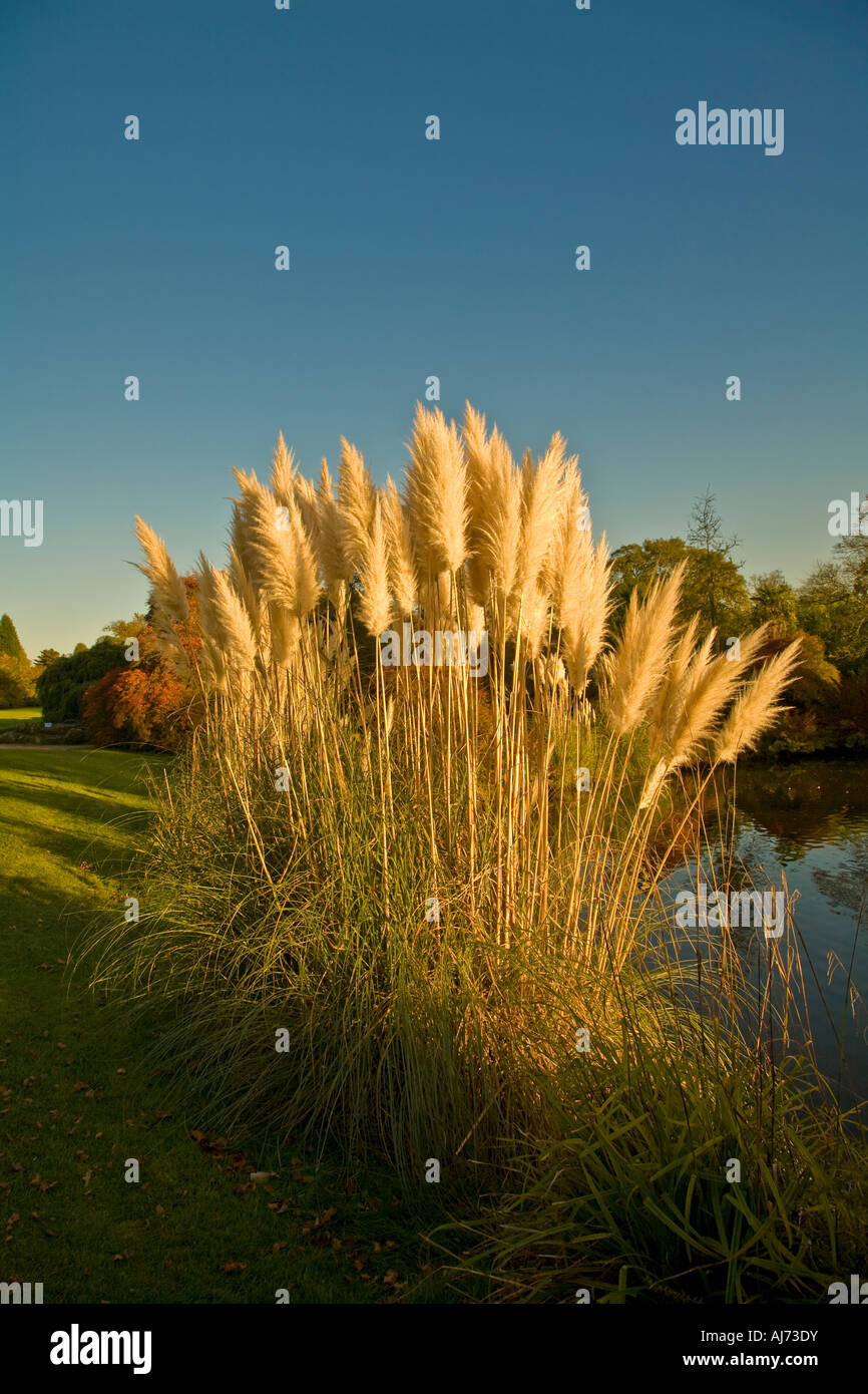 A Pampus grass growing in a garden setting Stock Photo - Alamy