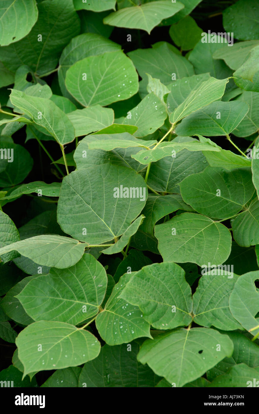 Kudzu plant hi-res stock photography and images - Alamy
